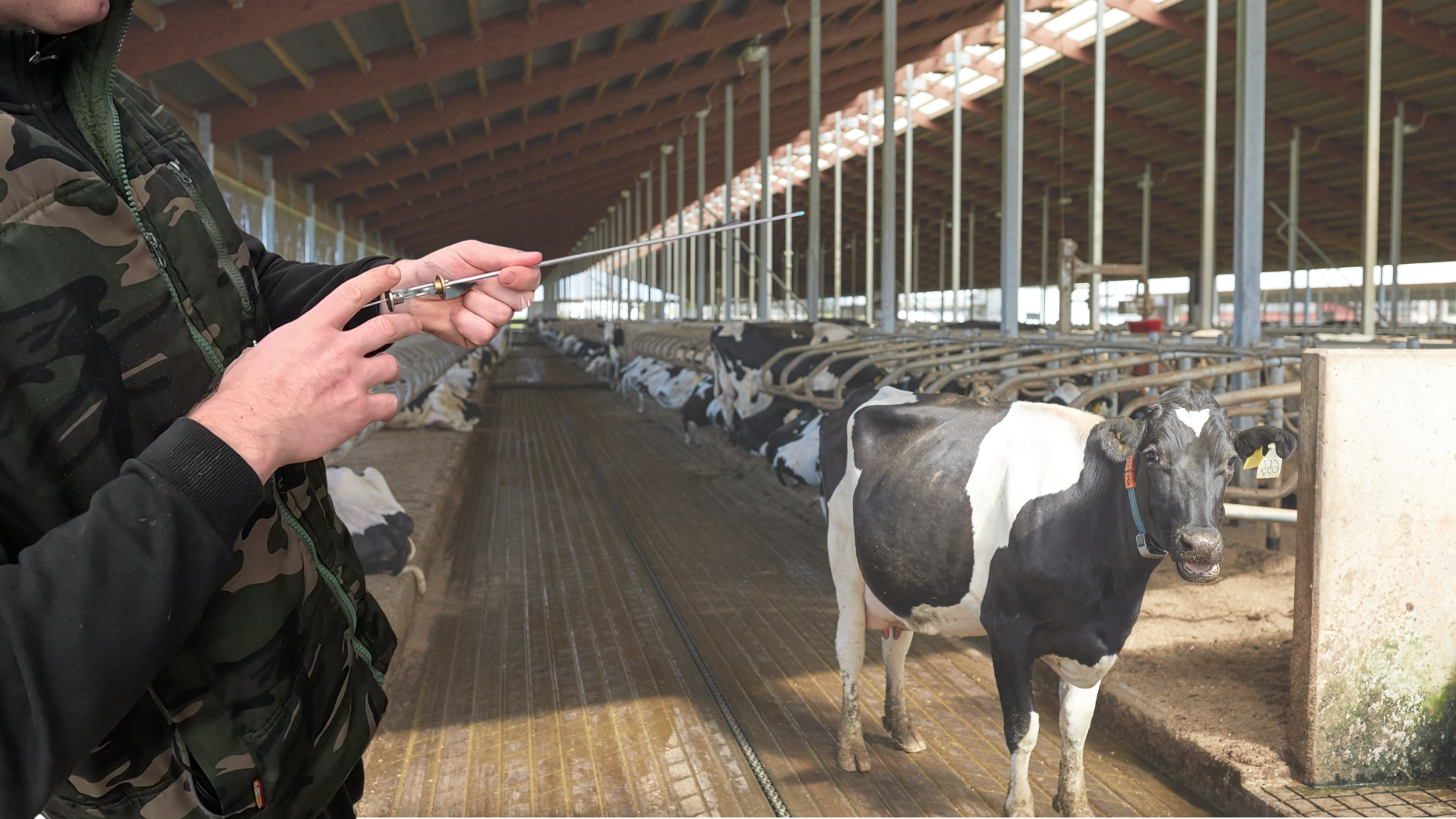 Krycie i inseminacja bydła – ROD